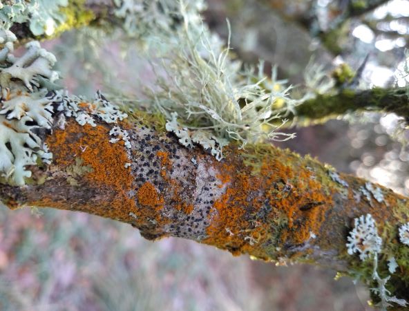 British Lichen Society outing to Neilston Pad – Paisley Natural History ...